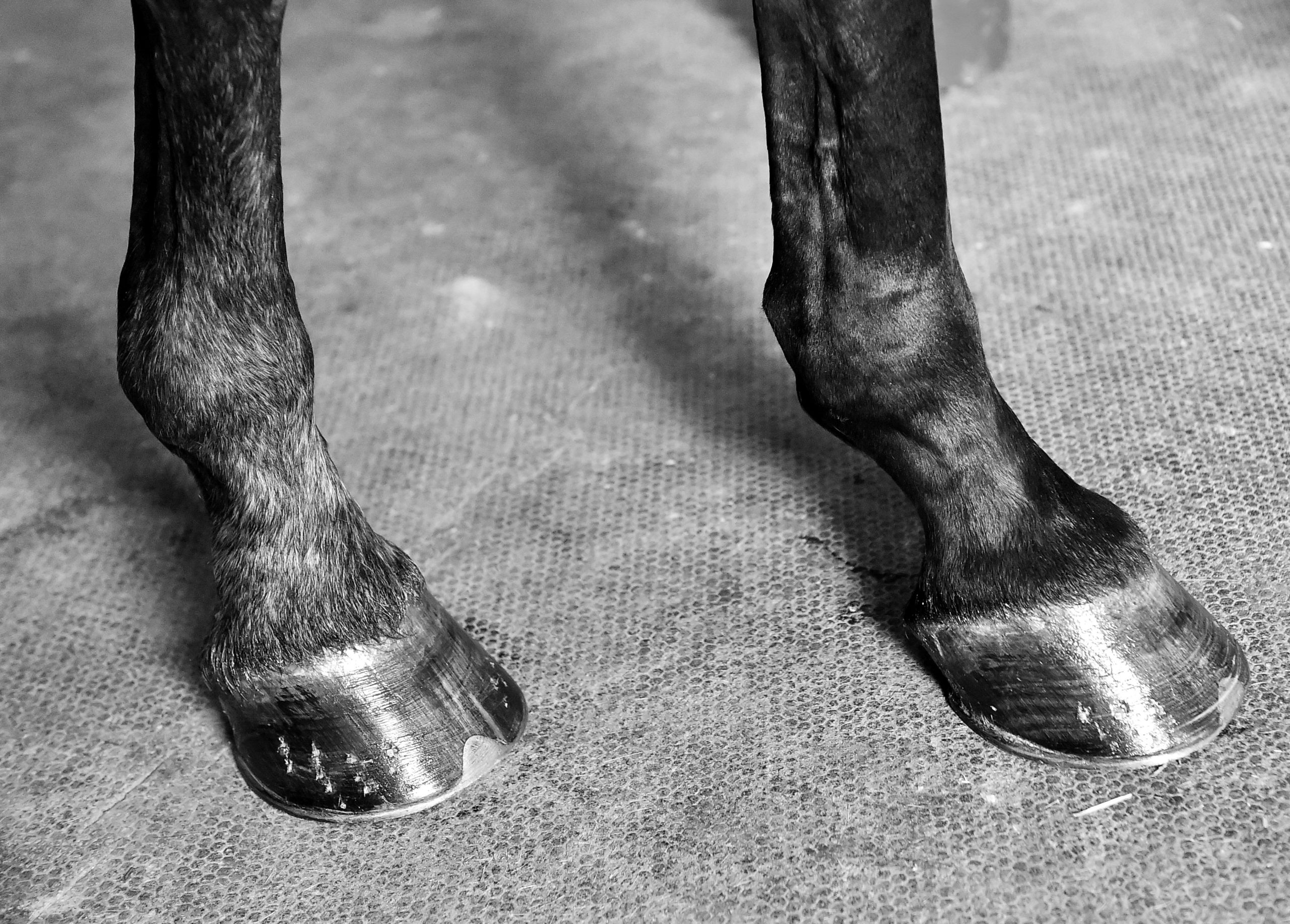 Comment prévenir et soigner la fourbure chez le cheval